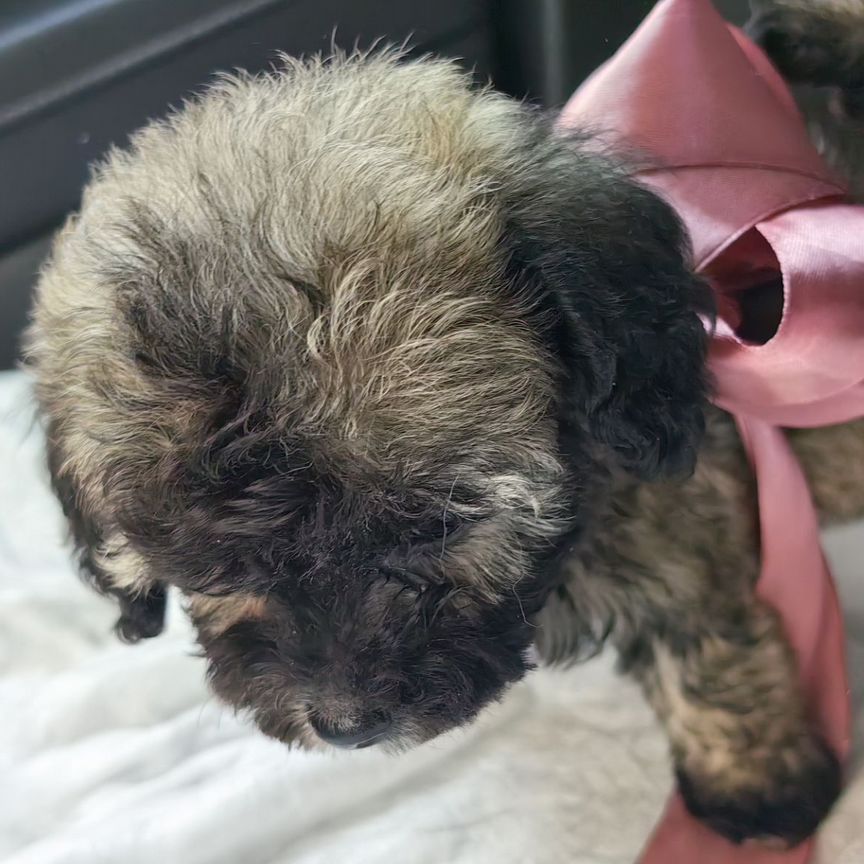 Мальтипу, щенок