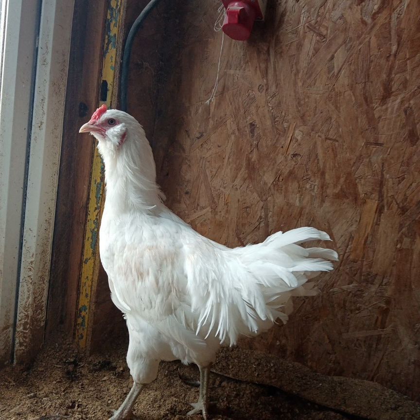 Петушки Амераукана