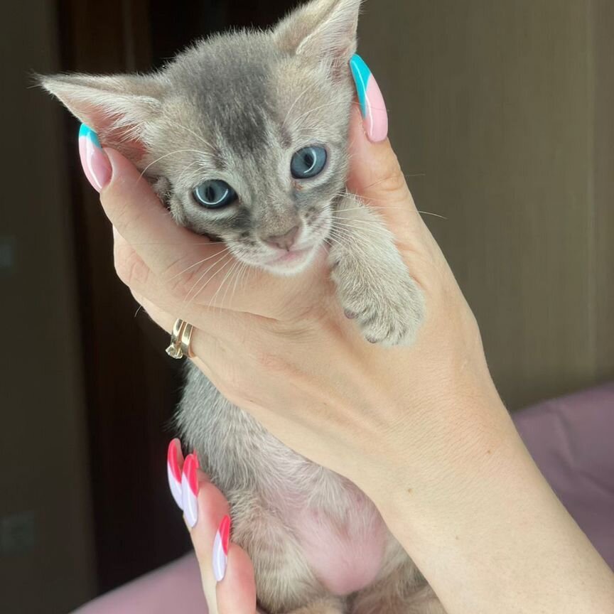 Саванна кошка