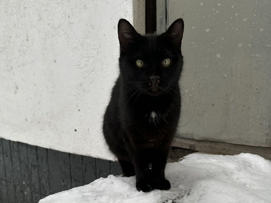 Котик погибает