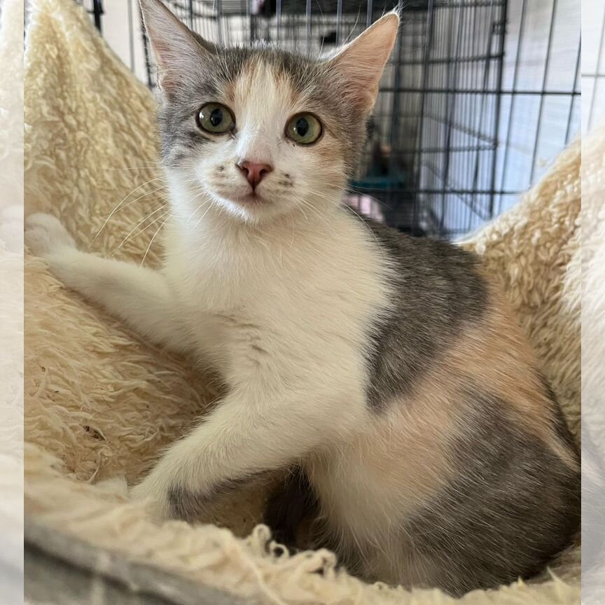 Котенок трехцветочка