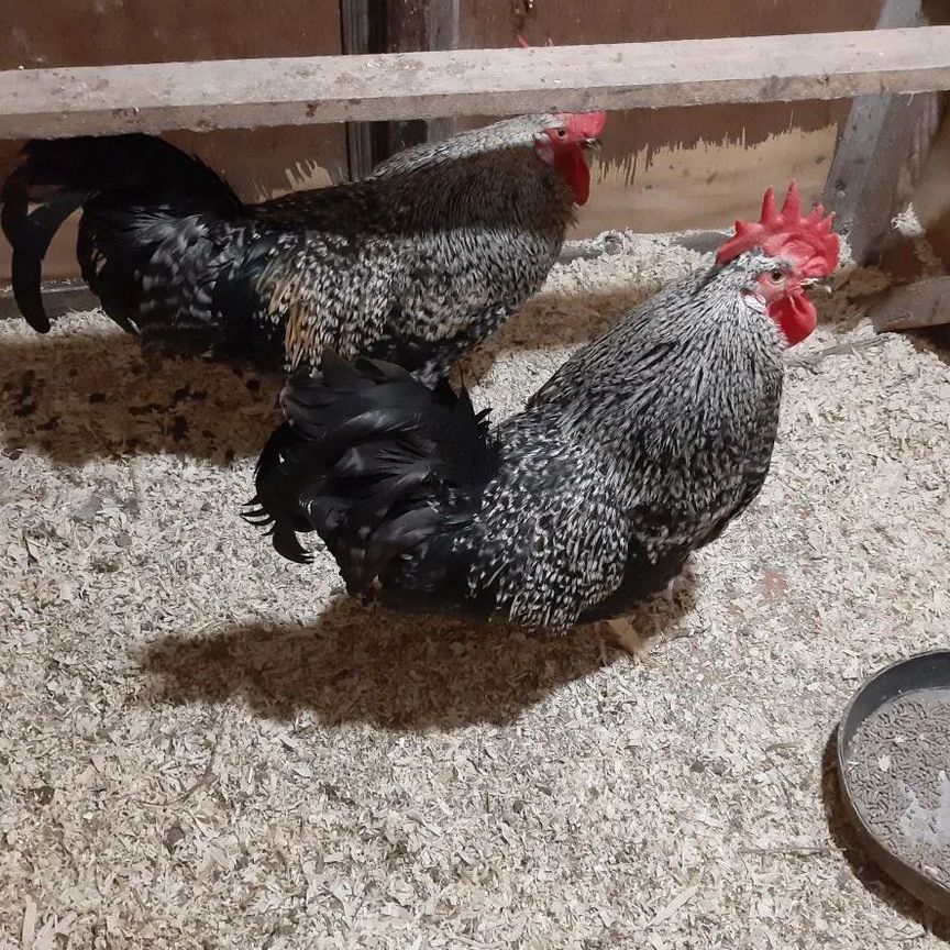 Петухи Белефердер, 1 год