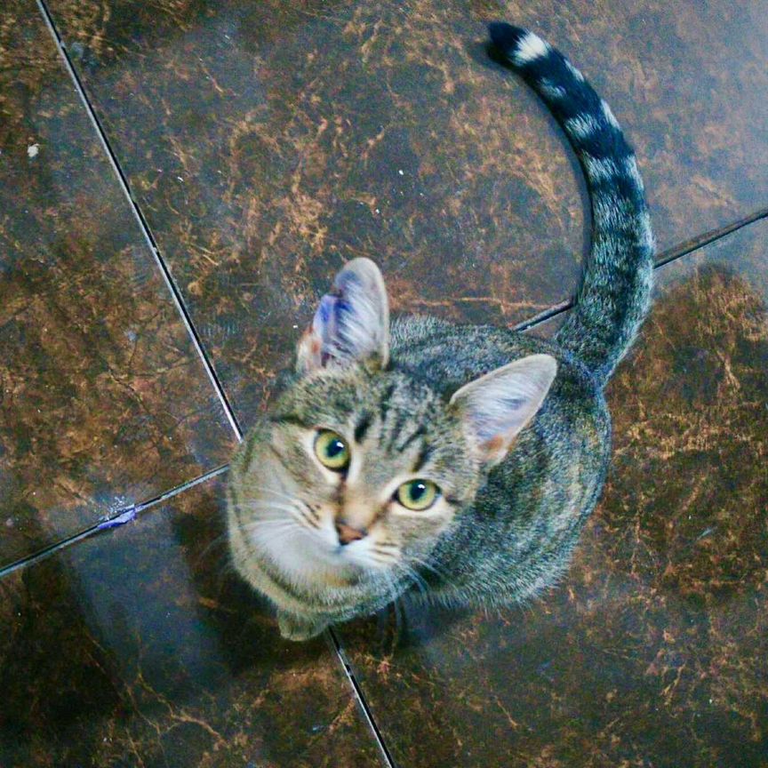 Котята подростки ищут дом