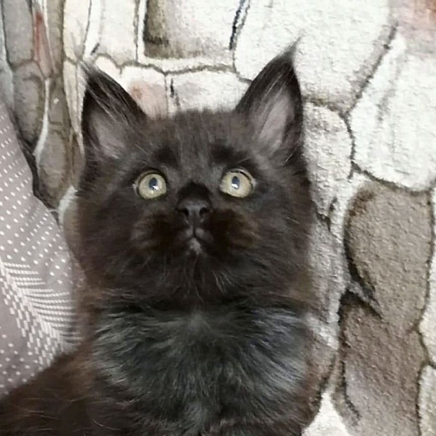 Мейн-кун чистокровные с документами