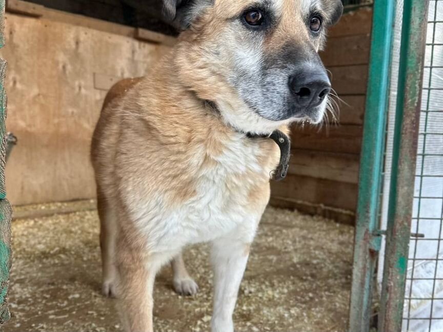 Собака из приюта в поиске дома и семьи