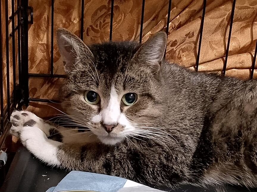 Котик грустит, мечтая о доме