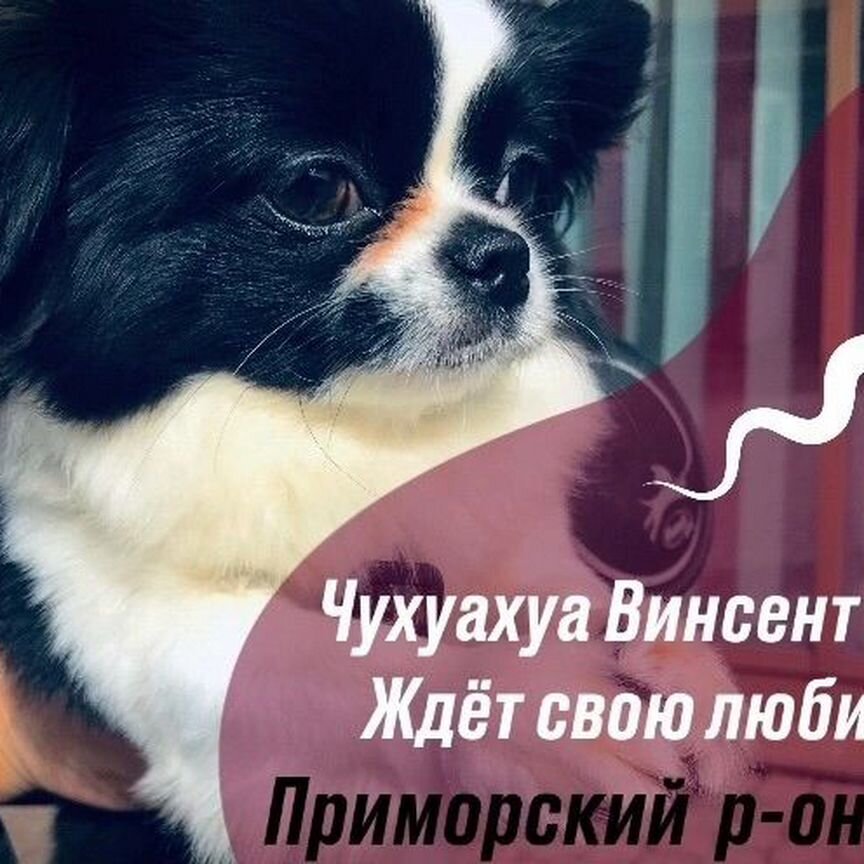 Вязка кобель Чихуахуа мини