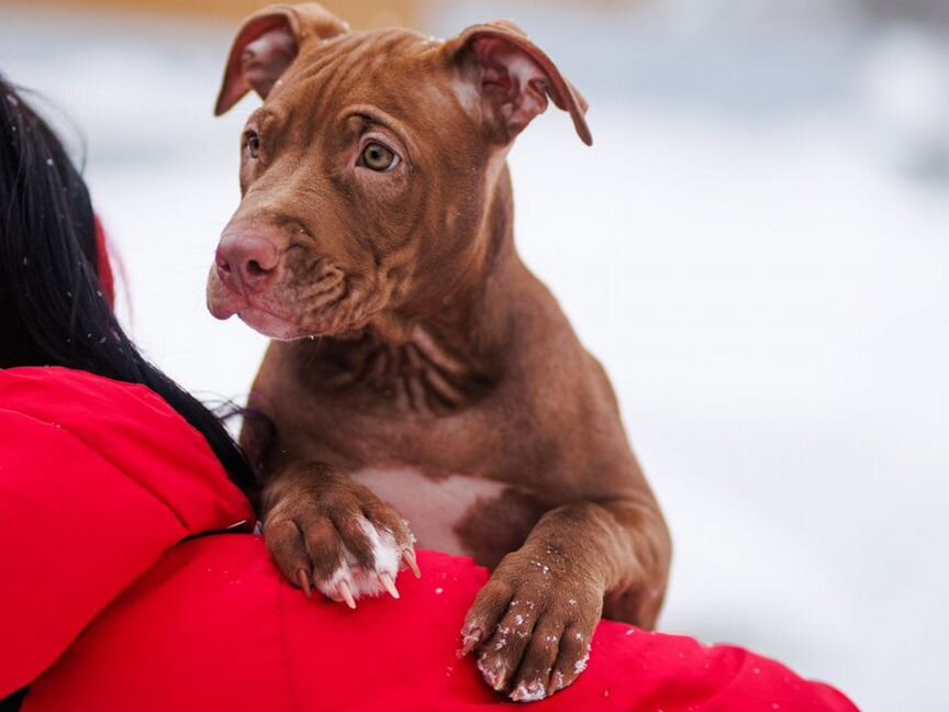Высокопородные щенки американского питбультерьера