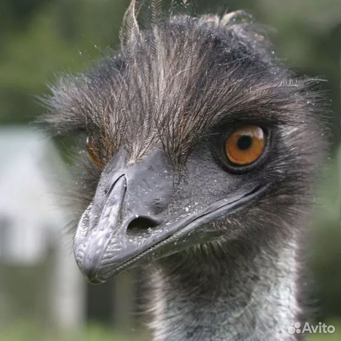 Пару страусов