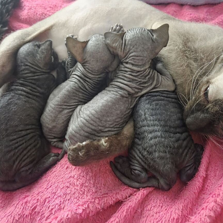 Донской сфинкс котёнок