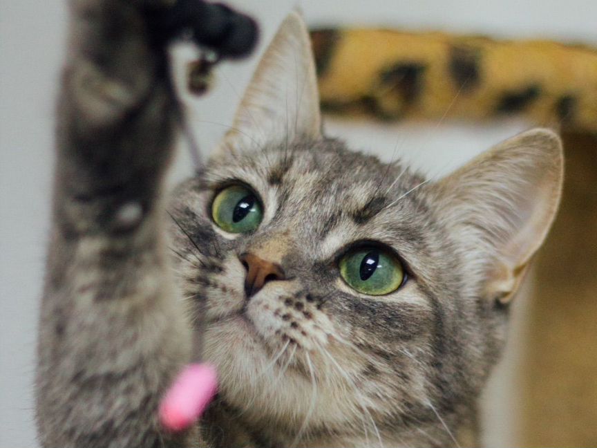 Серебрянная табби принцесса