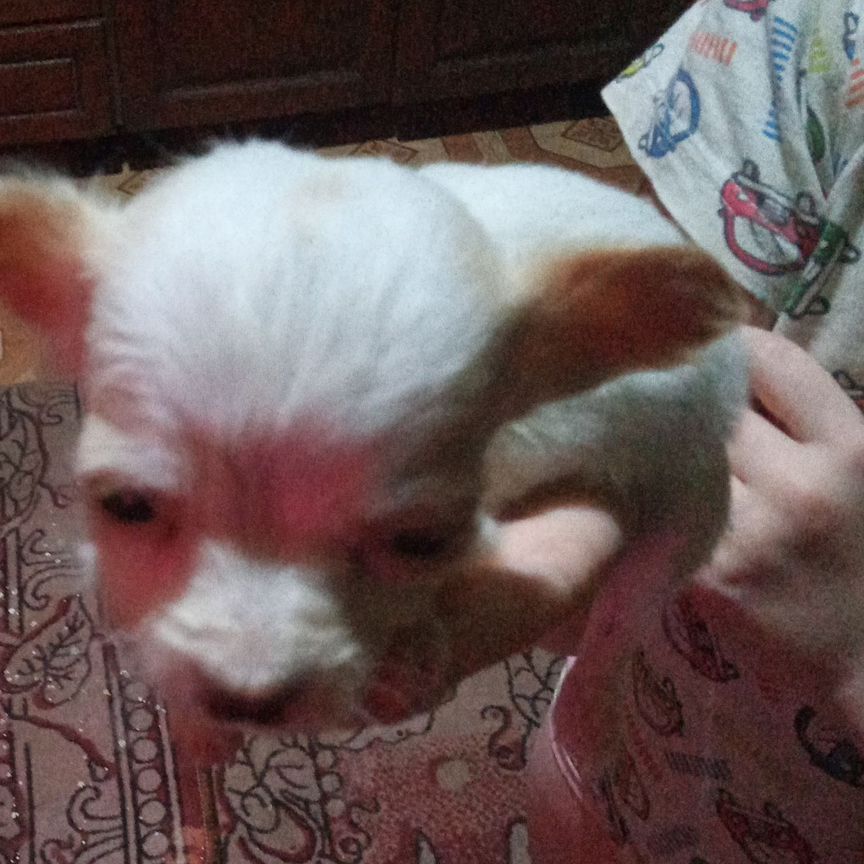 Чихуахуа, щенок