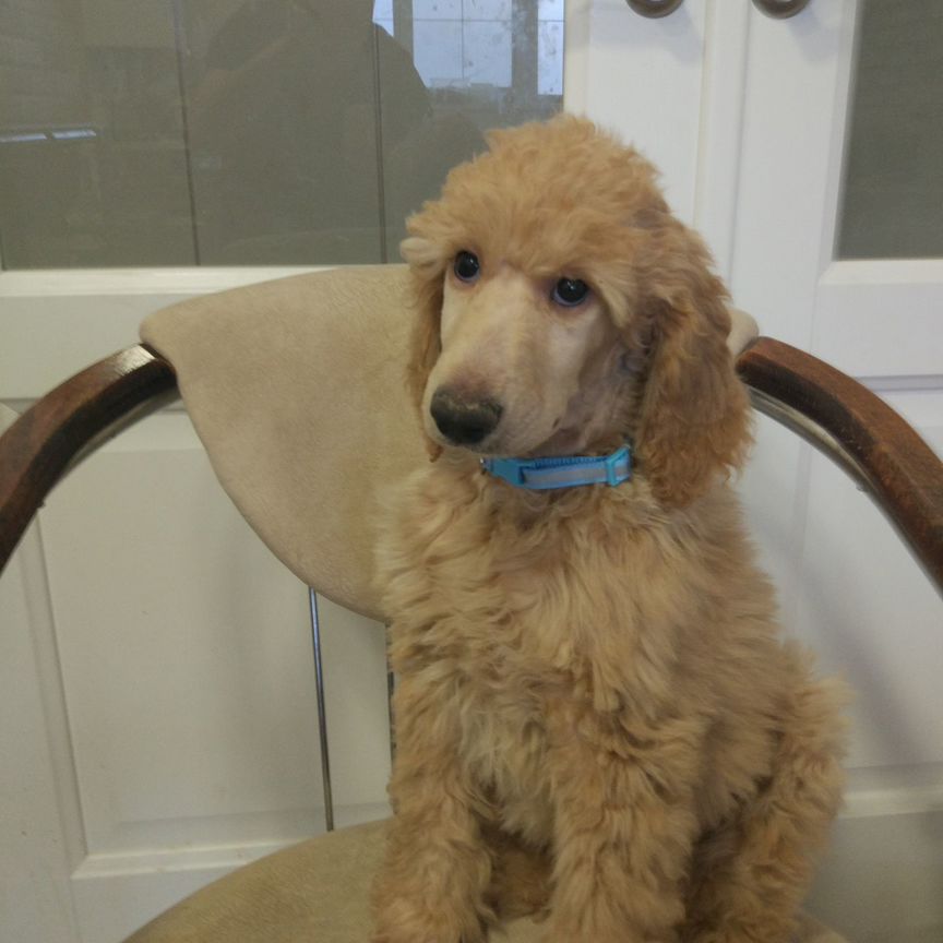 Королевский пудель щенки