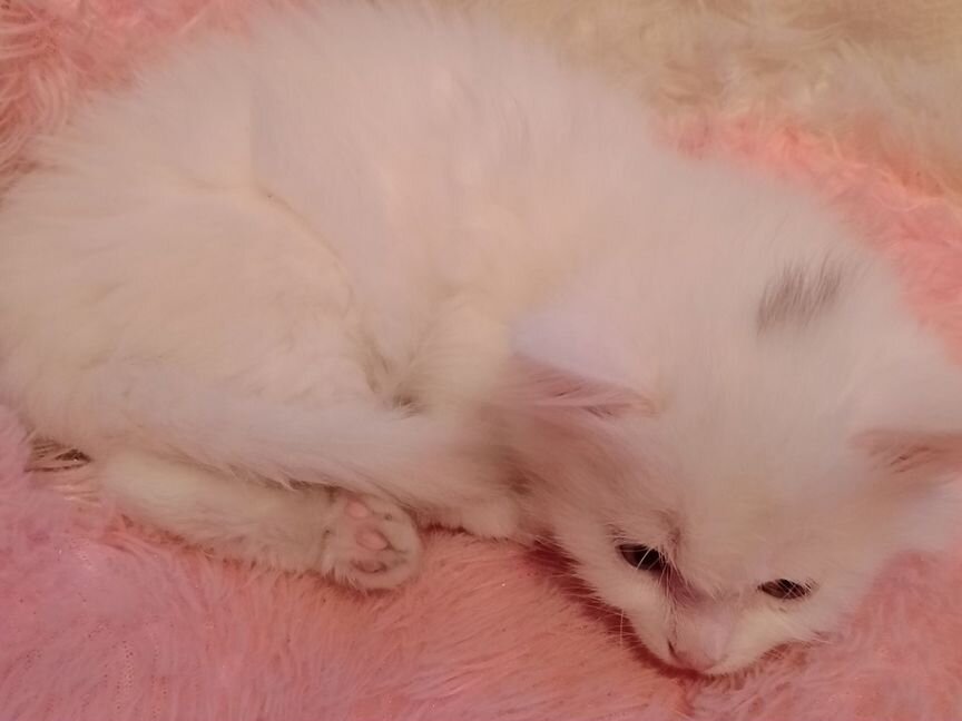 Котята в добрые руки бесплатно