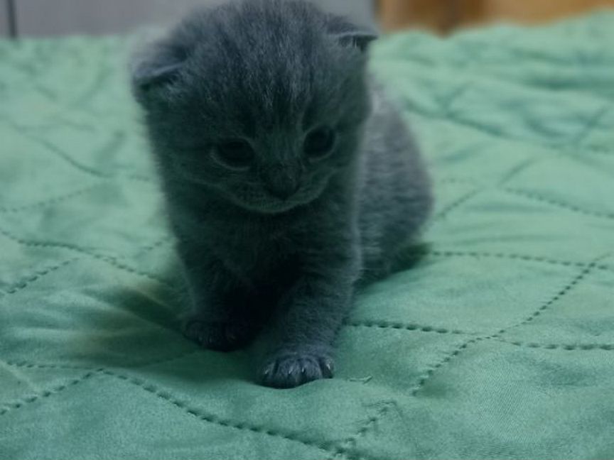 Шотландские котята