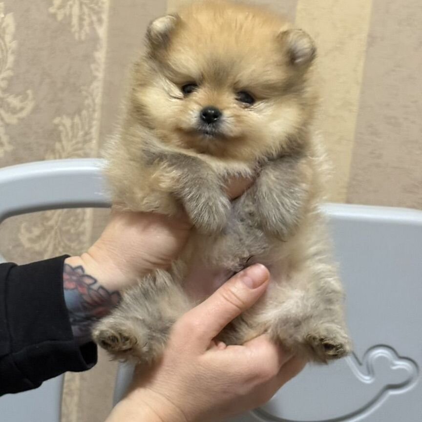 Померанский шпиц, щенок