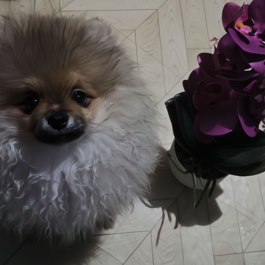 Померанский шпиц, щенок