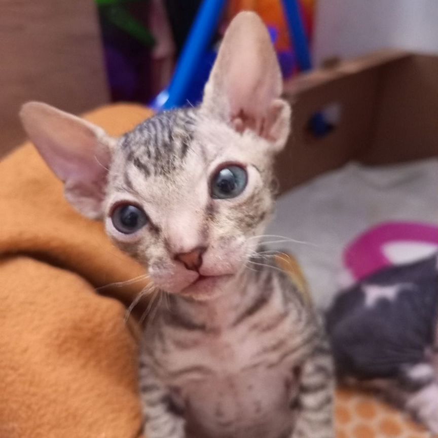 Котята сфинкс