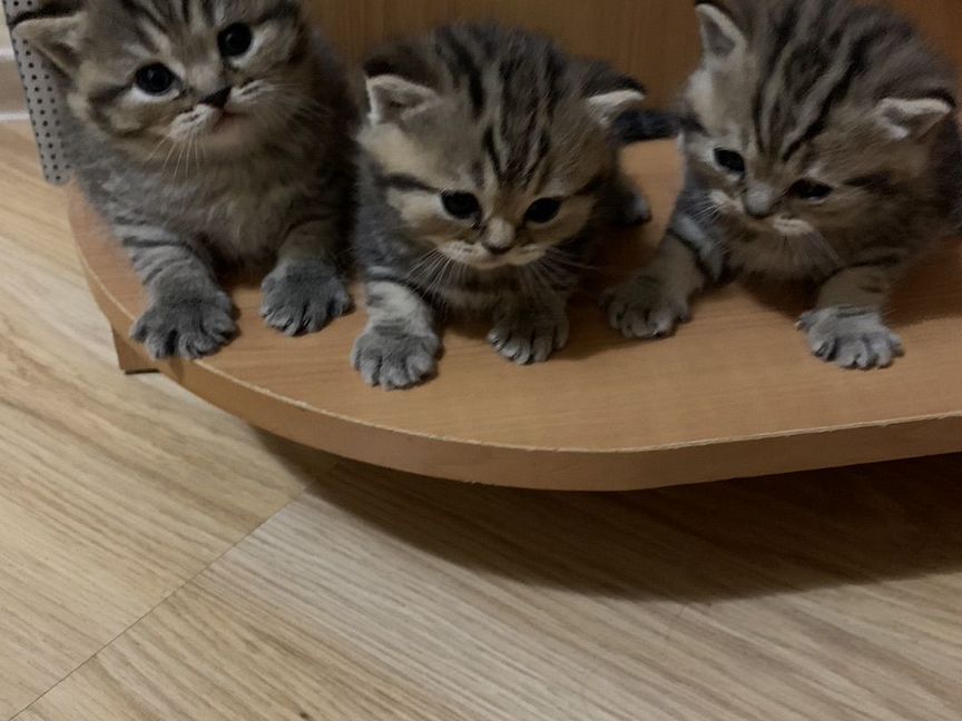 Британская короткошерстная