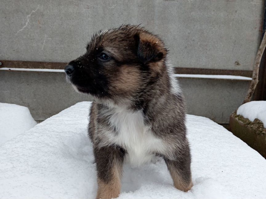 Щенки дворняги