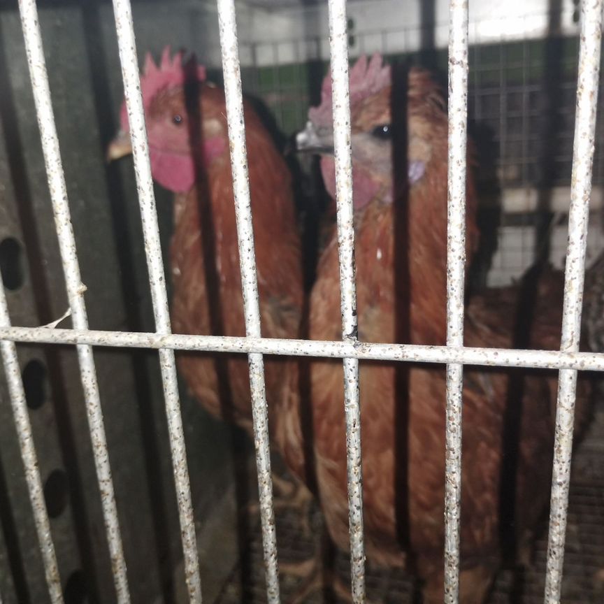 Молодые петухи на обмен