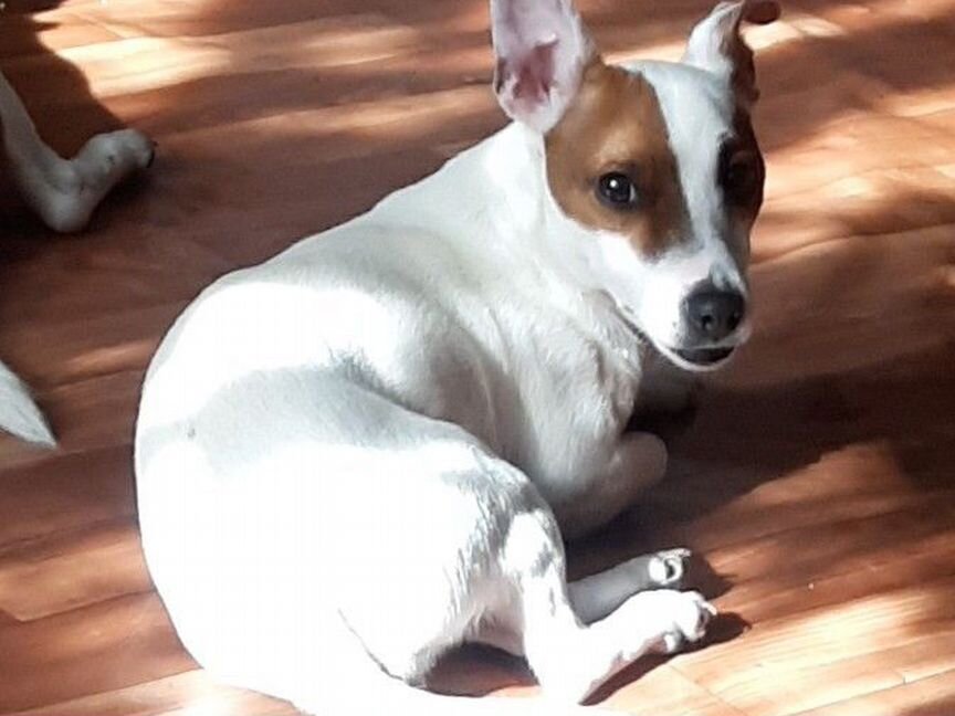 Джек Рассел терьер