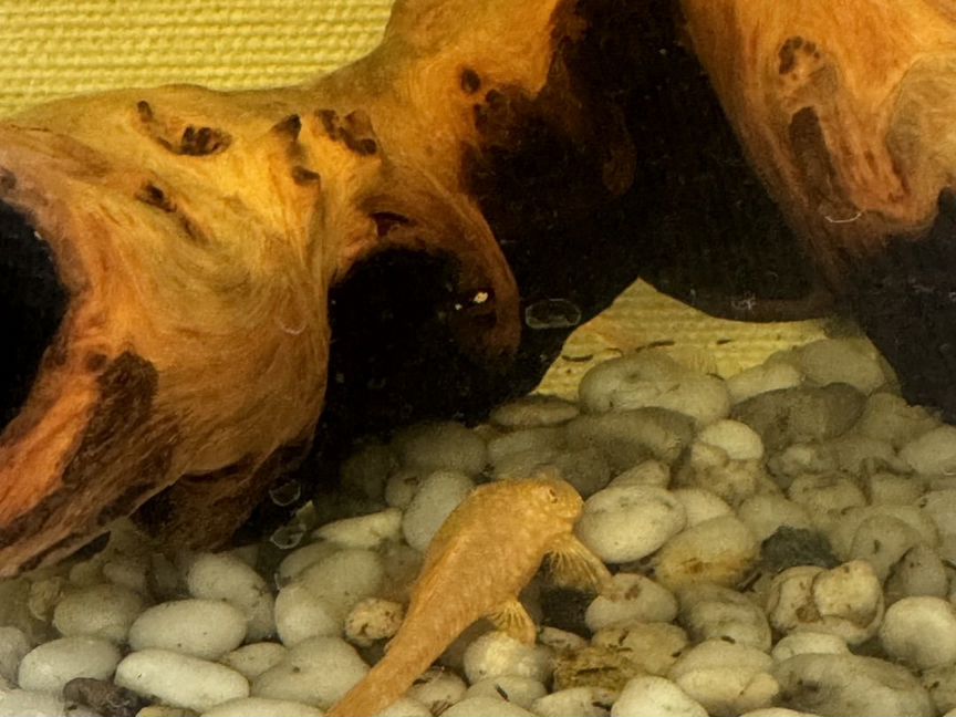 Два сомика, песок в комплекте