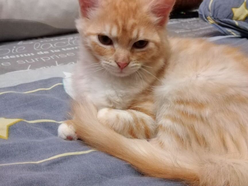 Котёнок Ириска в добрые руки