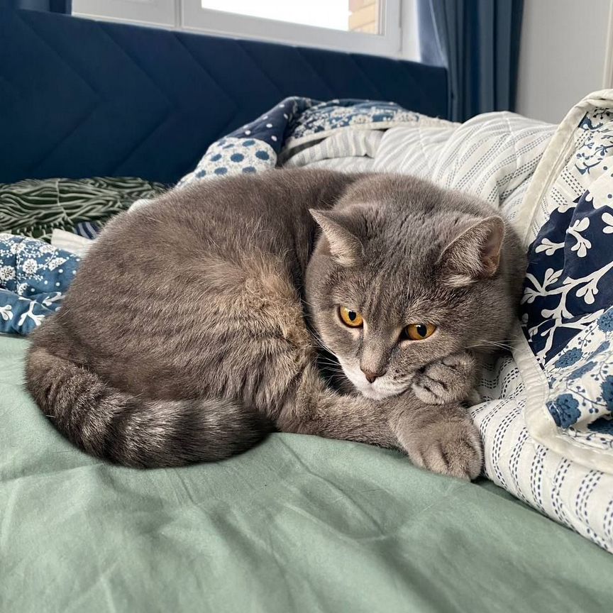 Ищу семью для нашей кошки, у ребенка аллергия