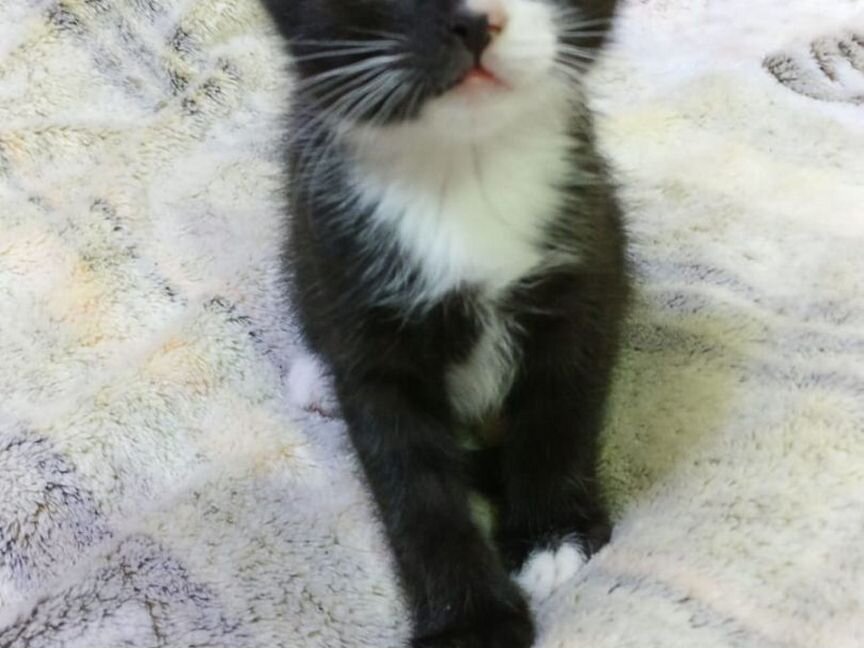 Смышлёные котята