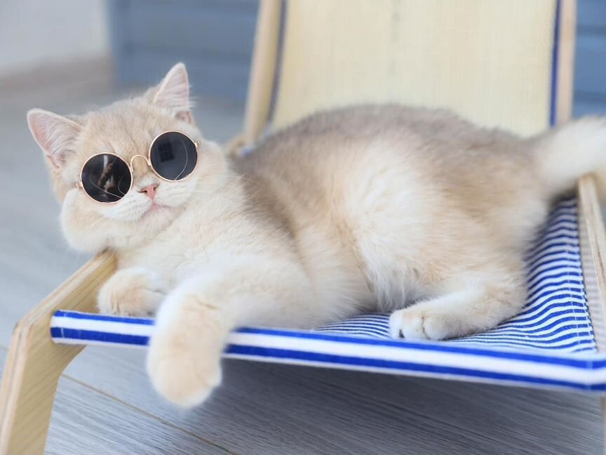 Роскошный британский мальчик ау 12