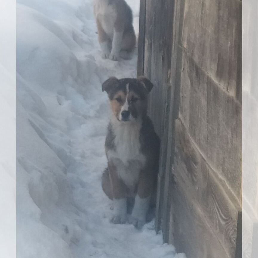 Щенок в добрые руки