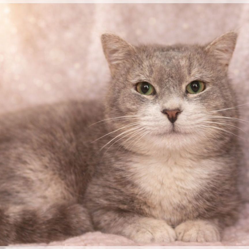 Взрослый кот в добрые руки