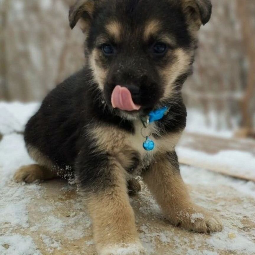 Щенок в добрые руки