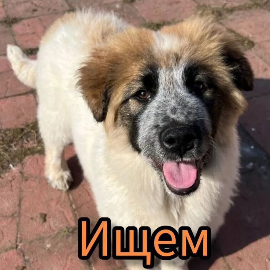 Щенок в добрые руки