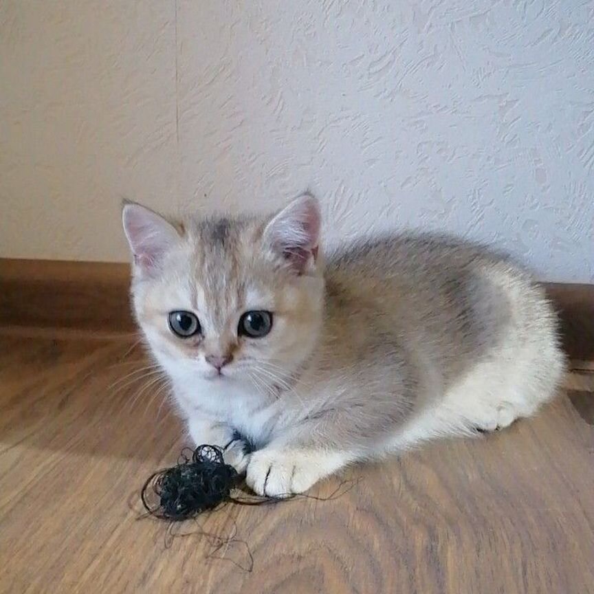 Британская золотая шиншилла