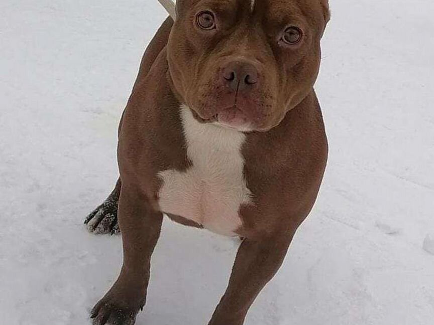 Американский булли покет