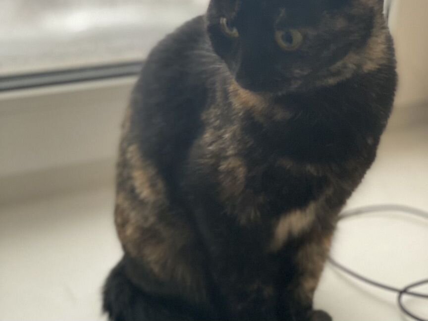 Кошка в дар