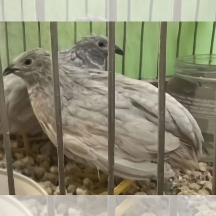 Китайский расписной перепел