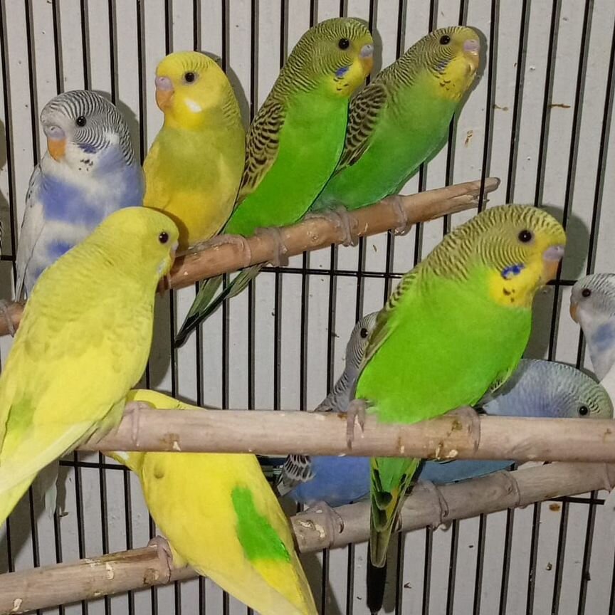 Волнистый попугай птенцы от 38-60 дней