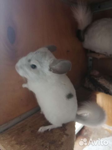 Шиншилленок мальчик