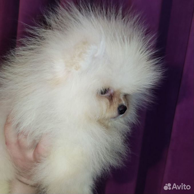Микро мальчик померанский шпиц РКФ щенок