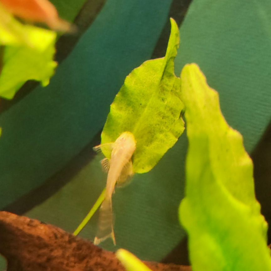 Анциструс вуалевый альбинос