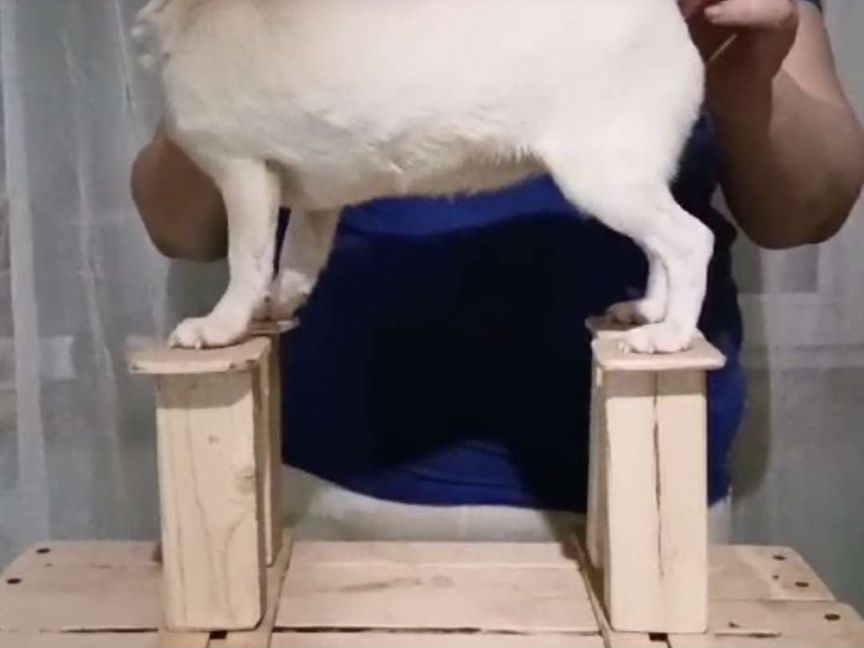 Тренажер для отработки выставочной стойки