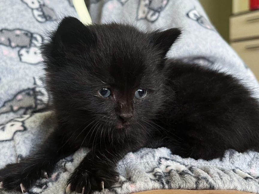 Кошечка в добрые руки