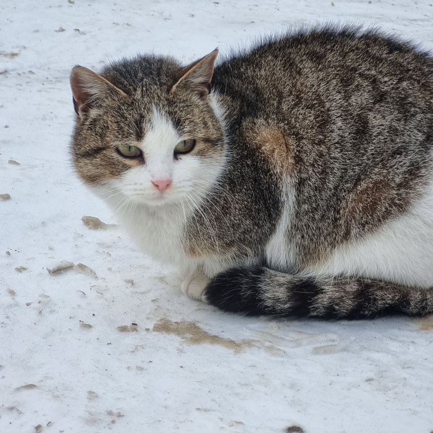 Ласковая молодая кошка погибает на стройбазе