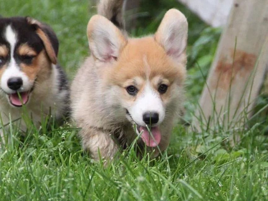 Вельш-корги пемброк. Сука с хвостом