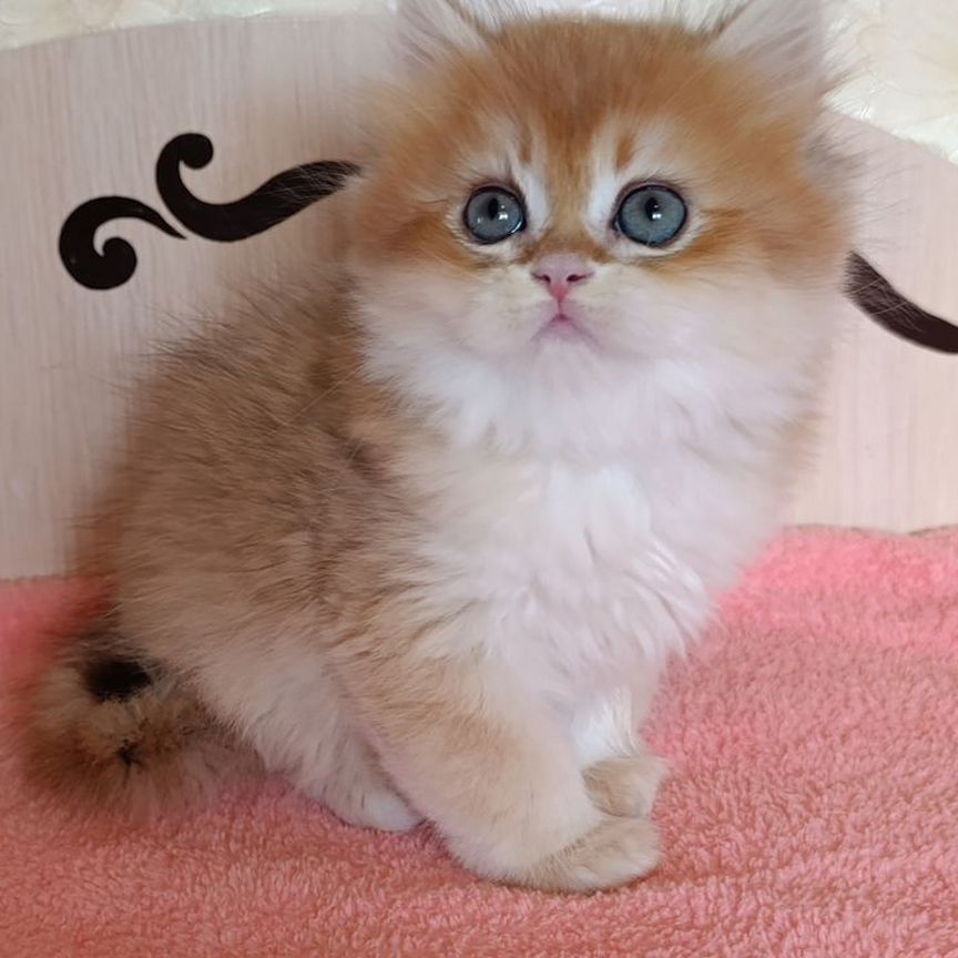 Британский длинношёрстный котёнок
