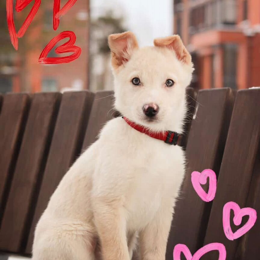 Щенок девочка в добрые руки