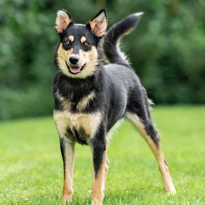 Взрослая собака в добрые руки